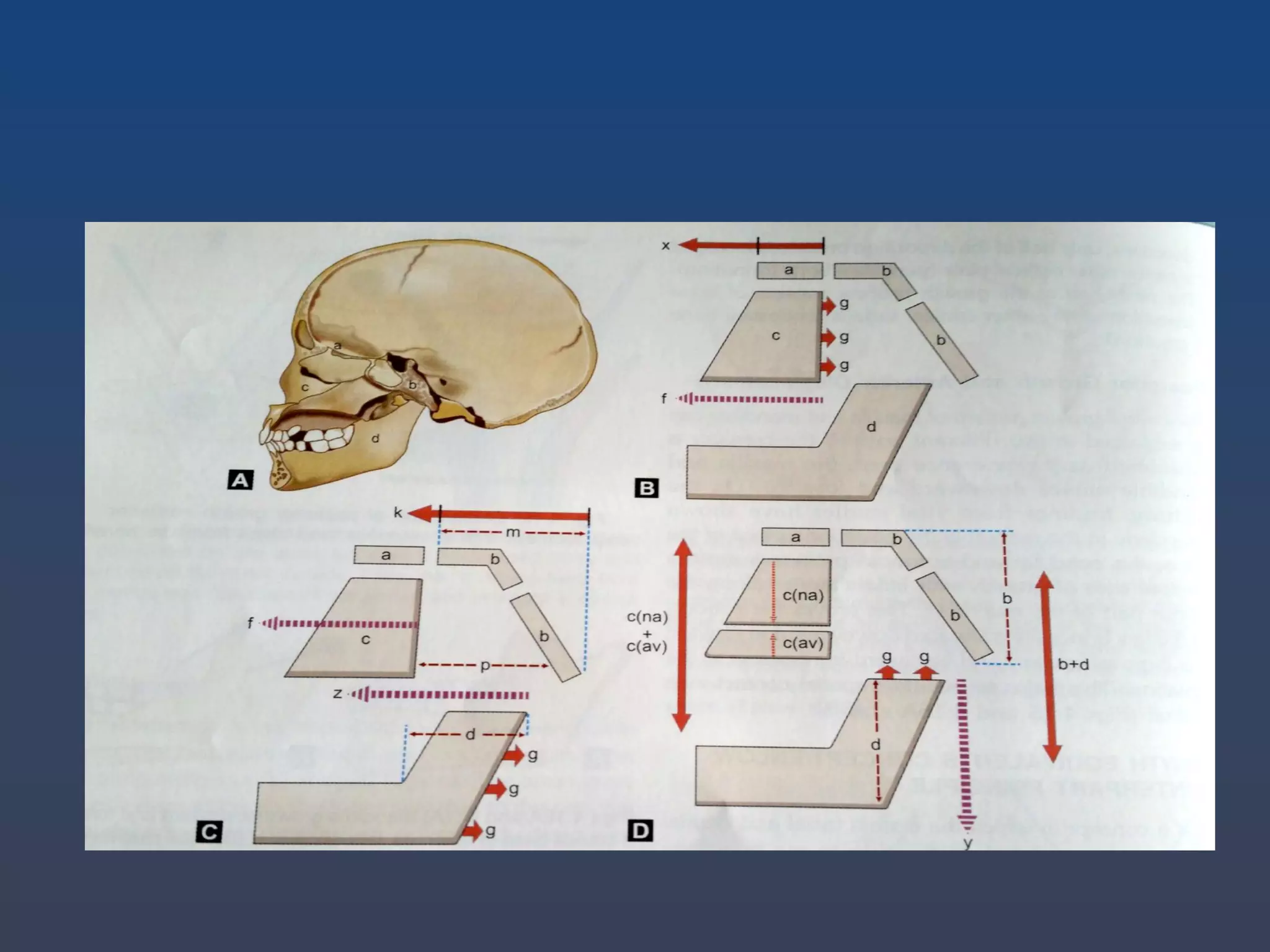 Principle and theories of craniofacial growth | PDF | Bone and Joint ...