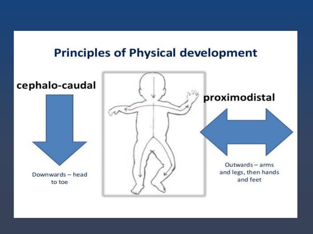 Principle and theories of craniofacial growth | PDF | Bone and Joint ...