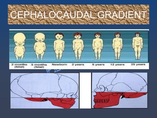 Principle and theories of craniofacial growth | PDF | Bone and Joint ...