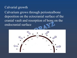 Principle and theories of craniofacial growth | PDF