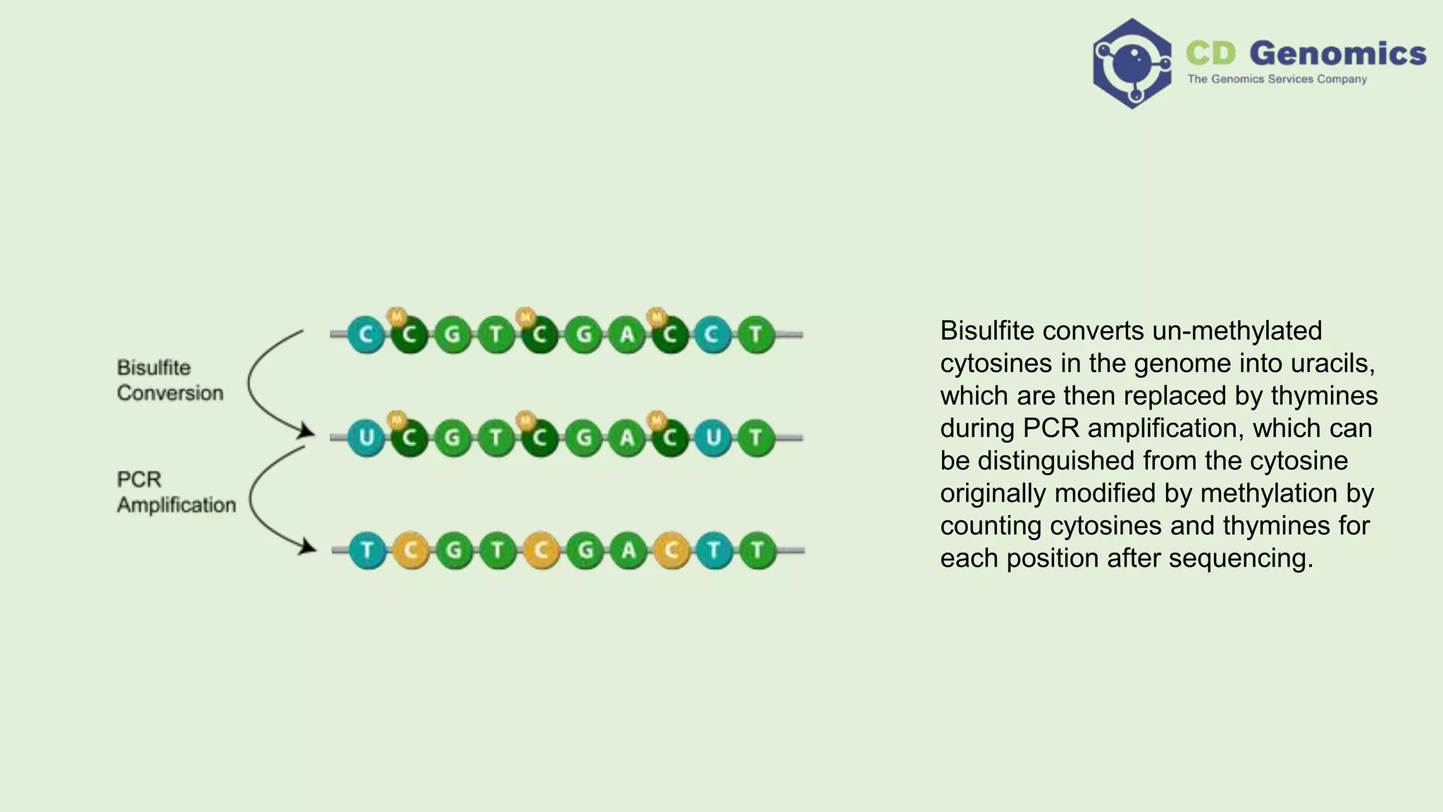 Principle and workflow of whole genome bisulfite sequencing | PPTX