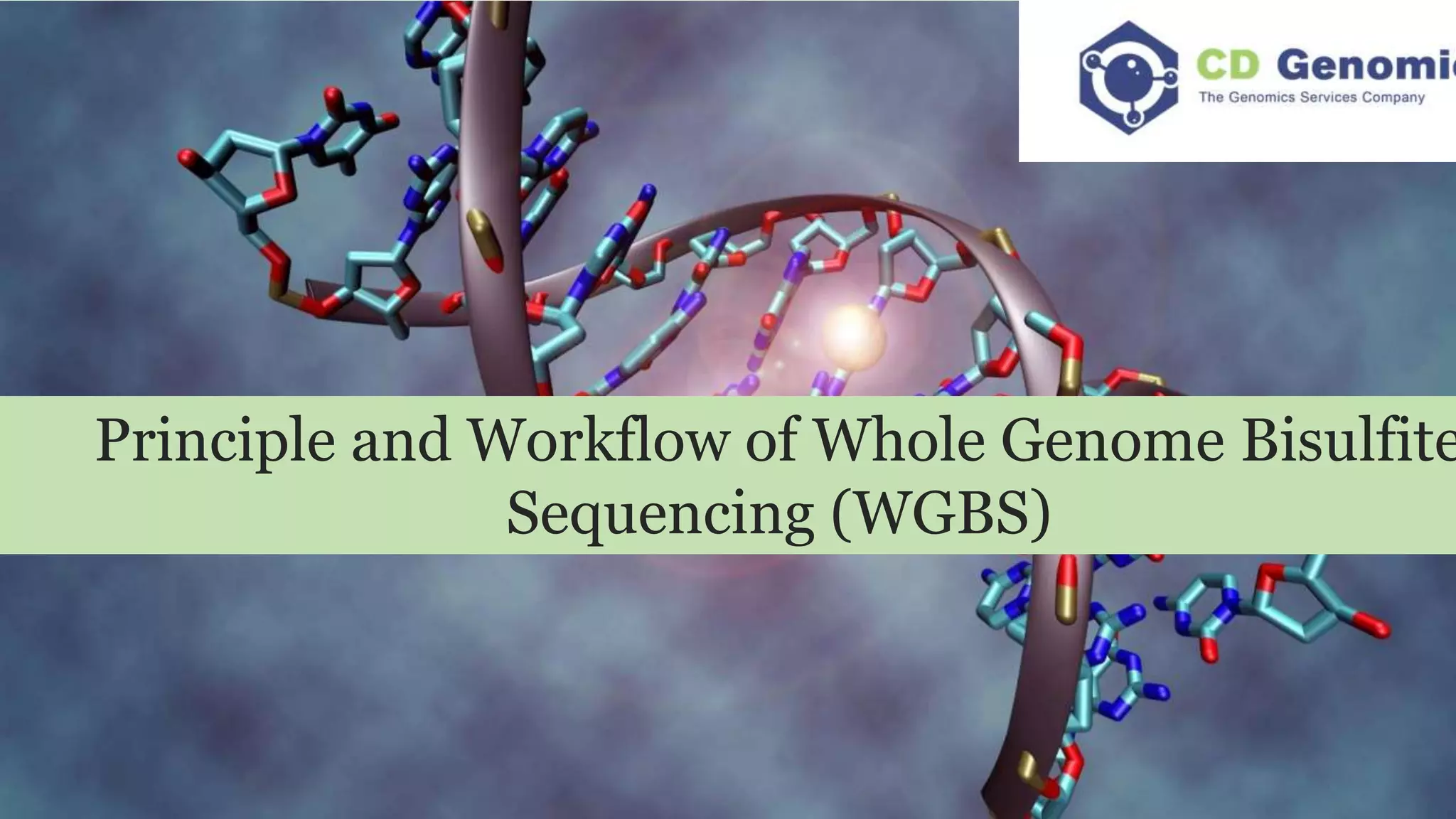 Principle and workflow of whole genome bisulfite sequencing | PPT