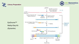Principle and workflow of whole genome bisulfite sequencing | PPTX