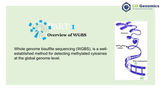 Principle and workflow of whole genome bisulfite sequencing | PPTX