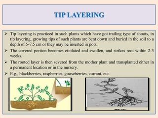 Principle & different method of cutting & layering] | PPTX
