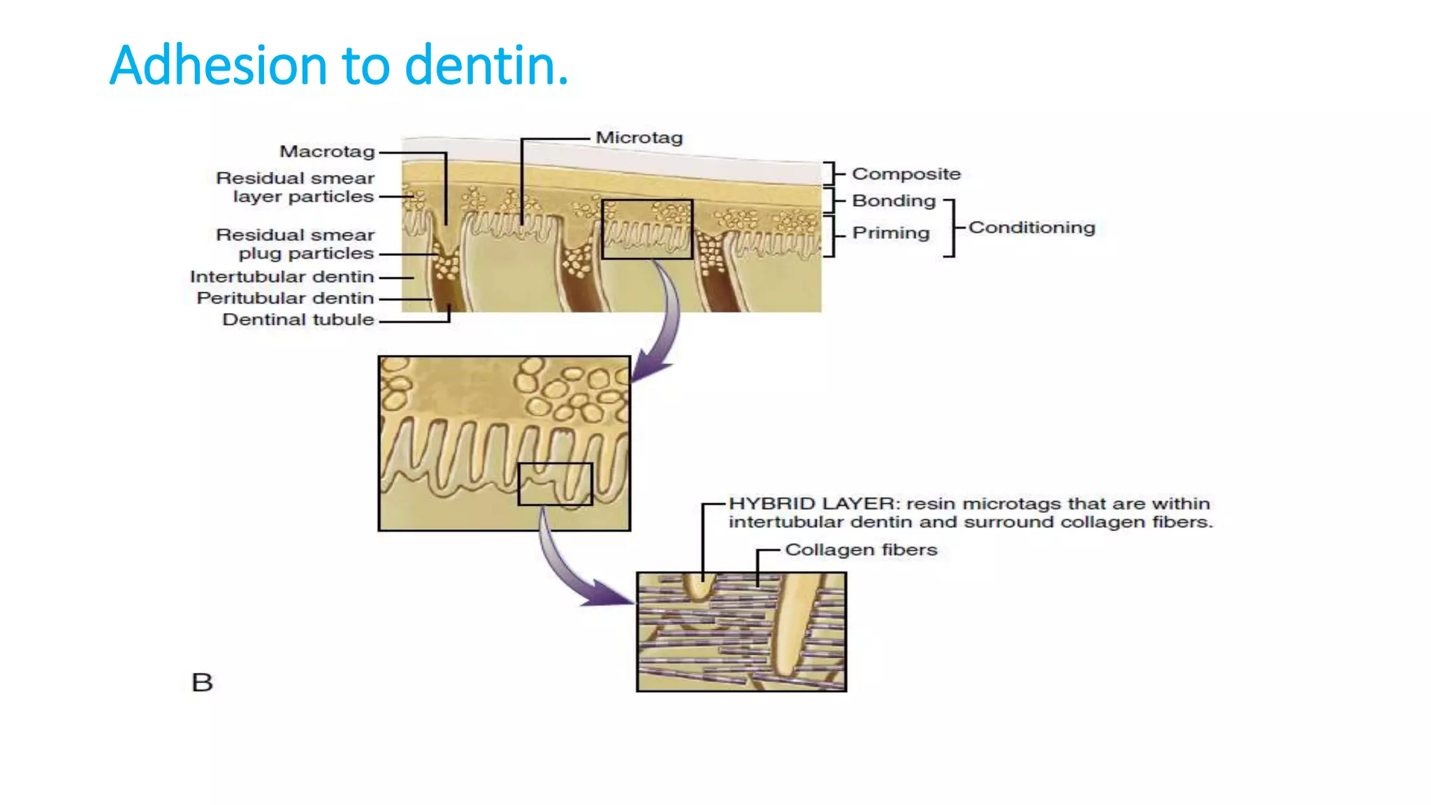 Principle of adhesion | PPTX