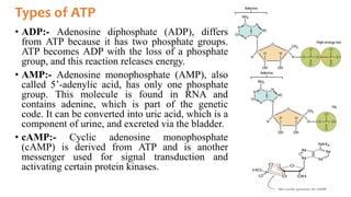 Principle of bioenergetics & photobiology and photosynthesis | PPTX