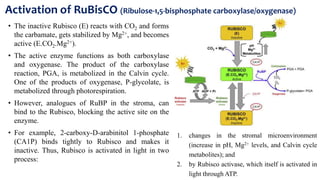 Principle of bioenergetics & photobiology and photosynthesis | PPTX