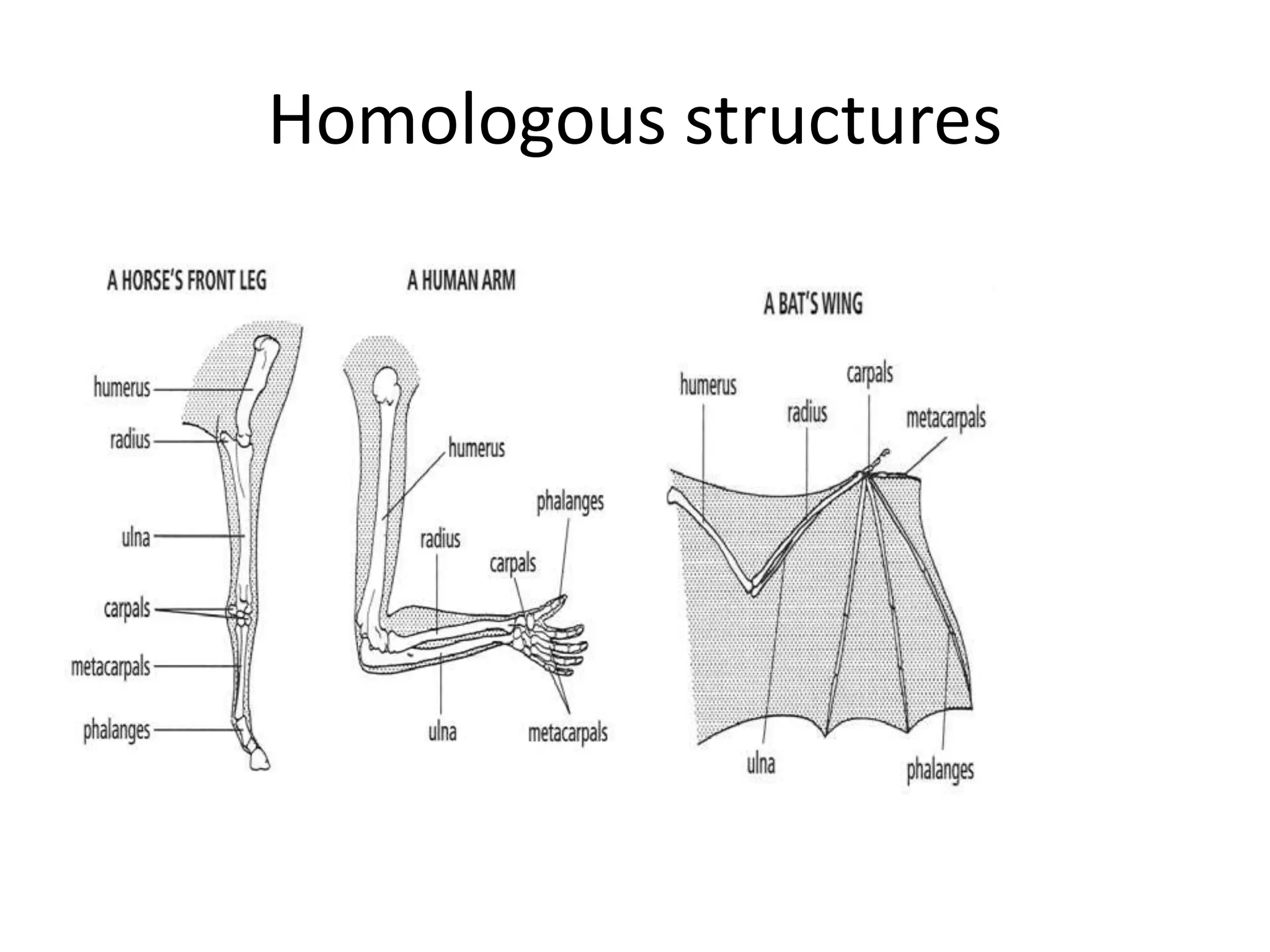 Principle of classification of living things | PPTX