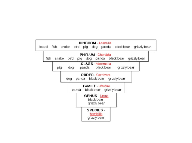 Principle of classification of living things | PPTX | Biological ...
