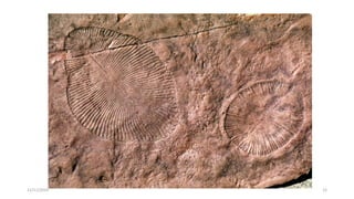 Principle of correlation and fossils | PPTX