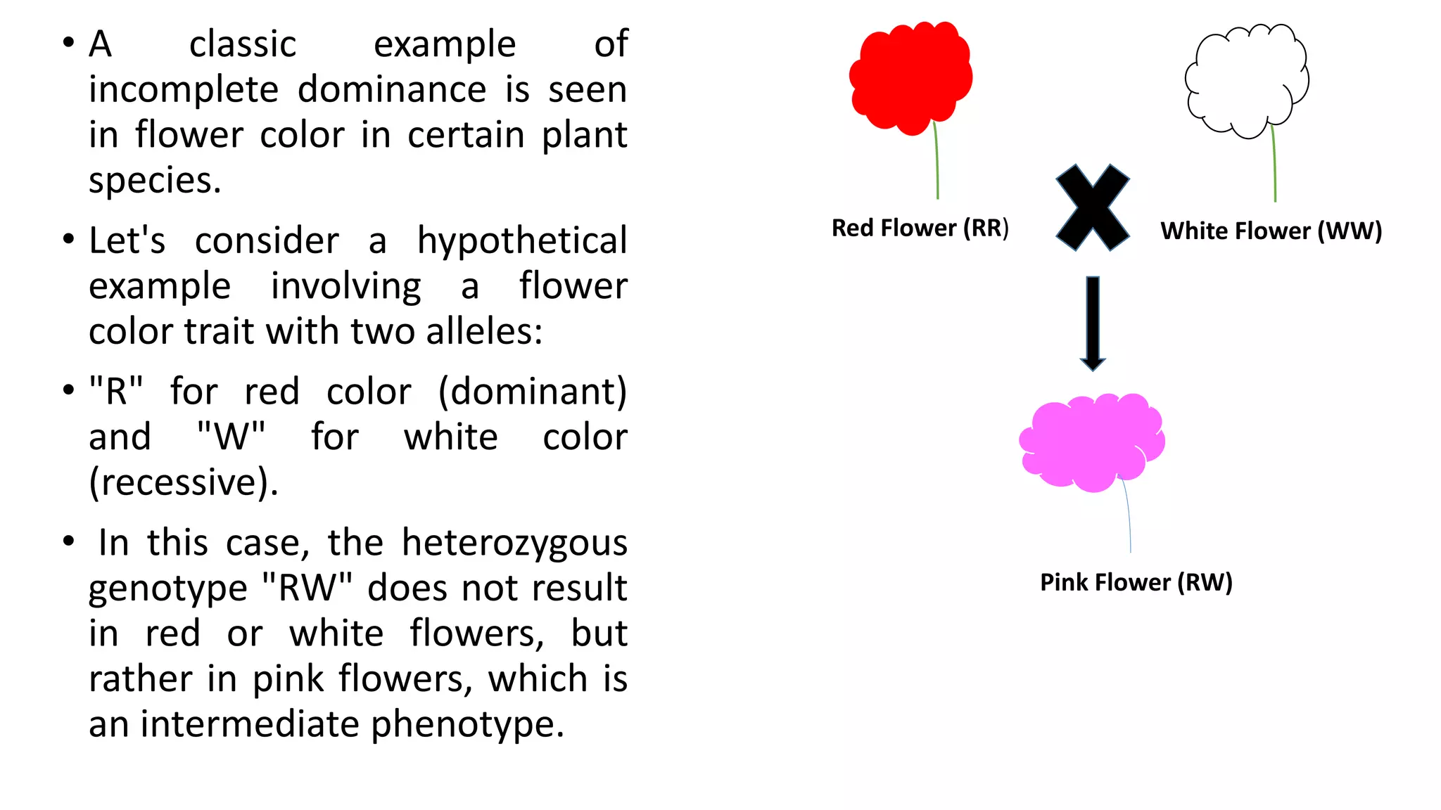 Principle of Genetics.pptx