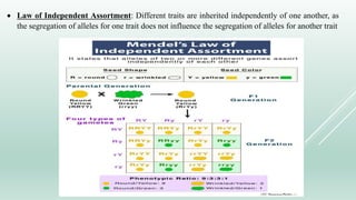 Mendel's Experiments - Biographical information, Pea experiments | PPT