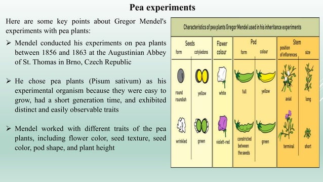 Mendel's Experiments - Biographical information, Pea experiments | PPT