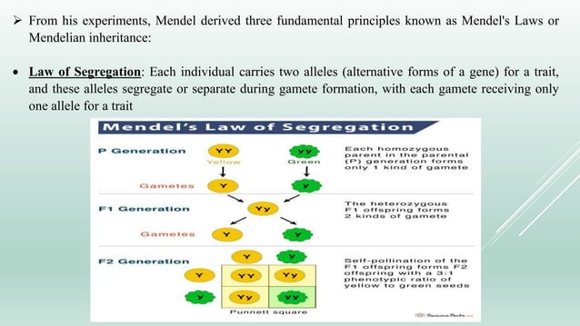Mendel's Experiments - Biographical information, Pea experiments | PPT