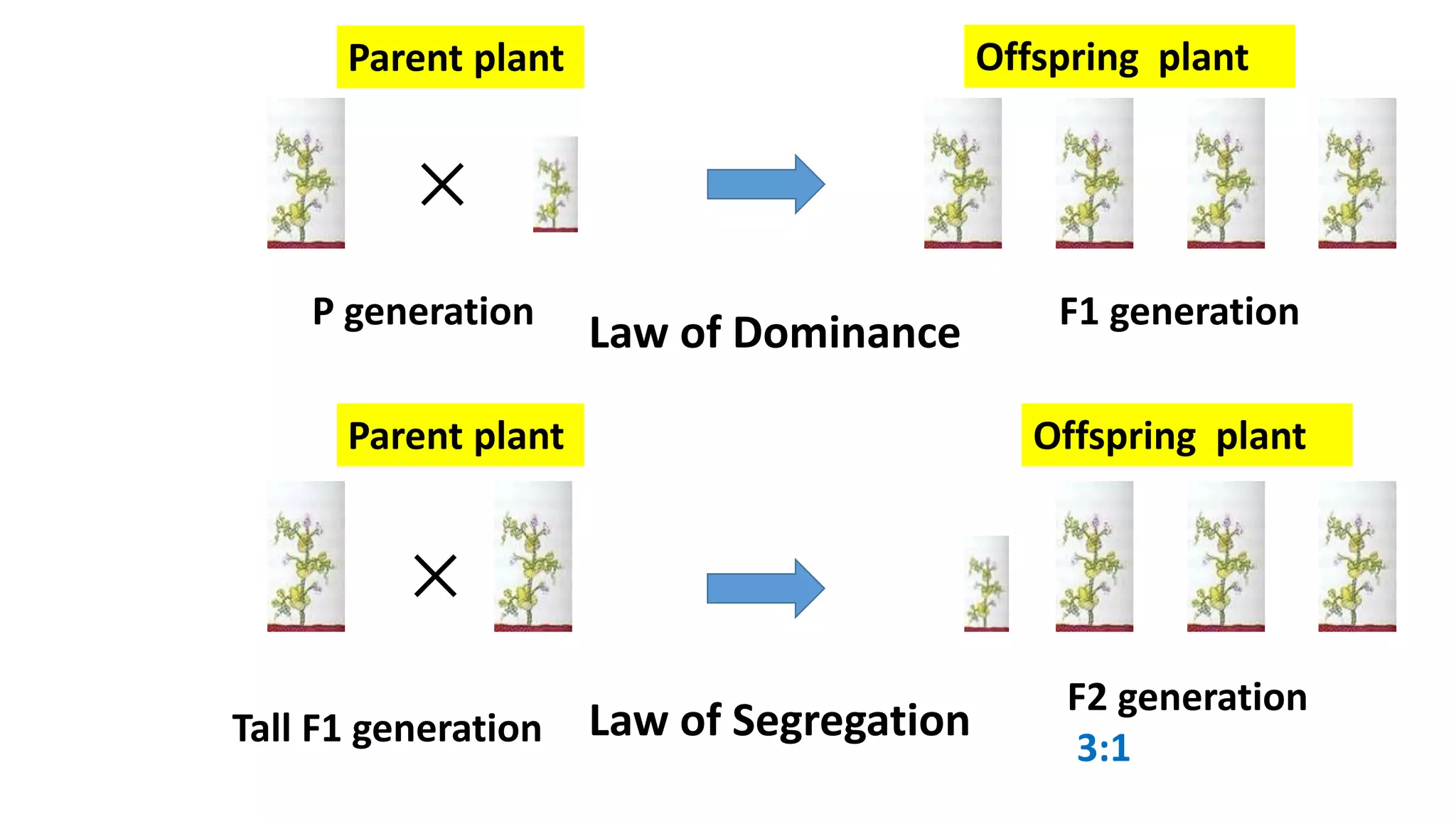 introduction to genetics | PPTX