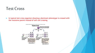 Principle of inheritance | PPTX