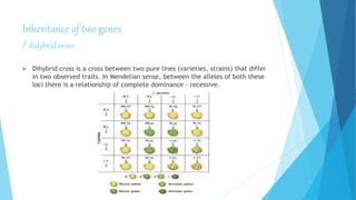 Principle of inheritance | PPTX