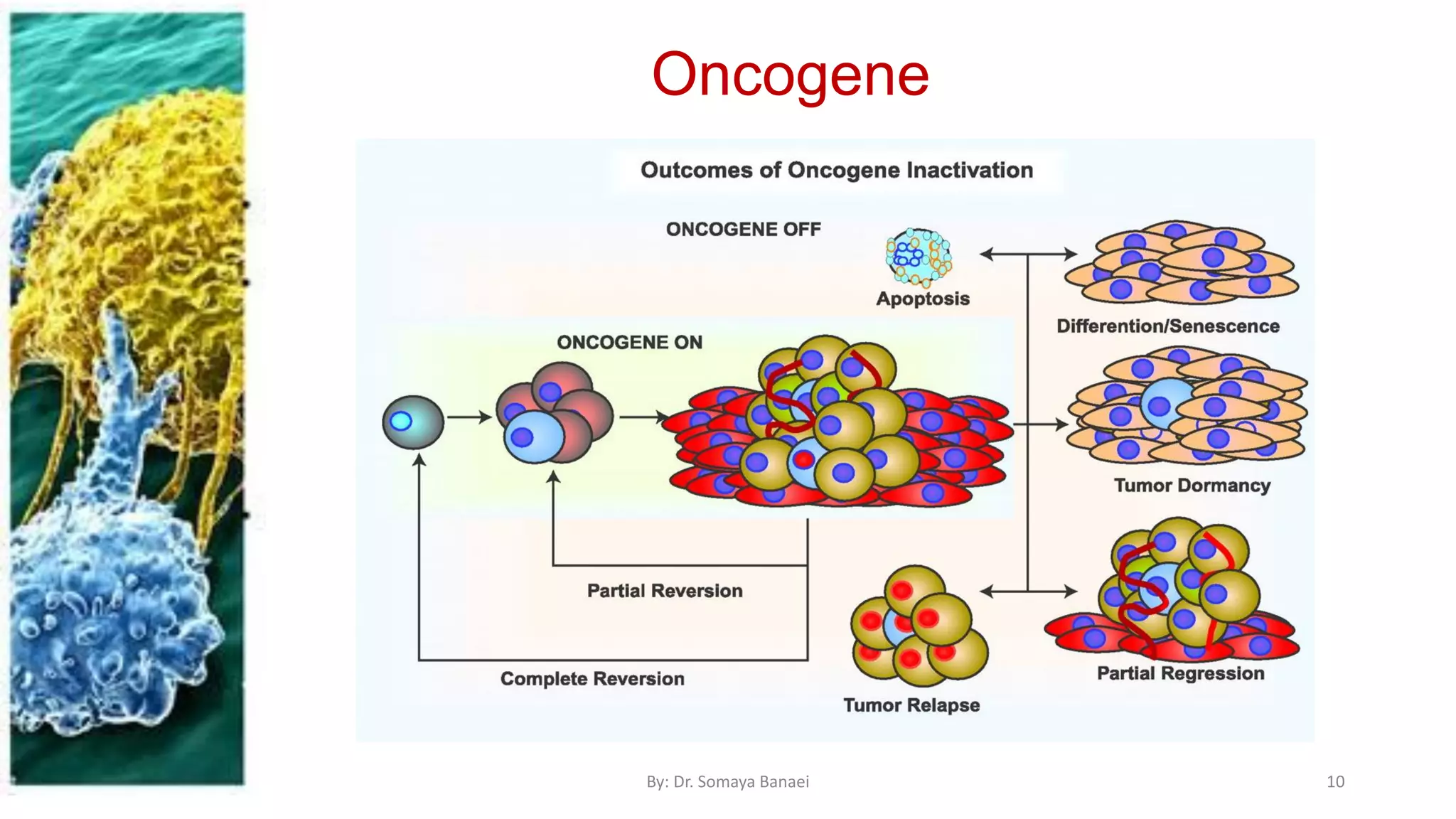 Principle of oncology | PPT