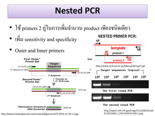 Nested Pcr Protocol