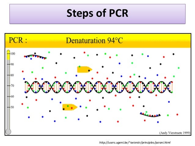 Principle of PCR