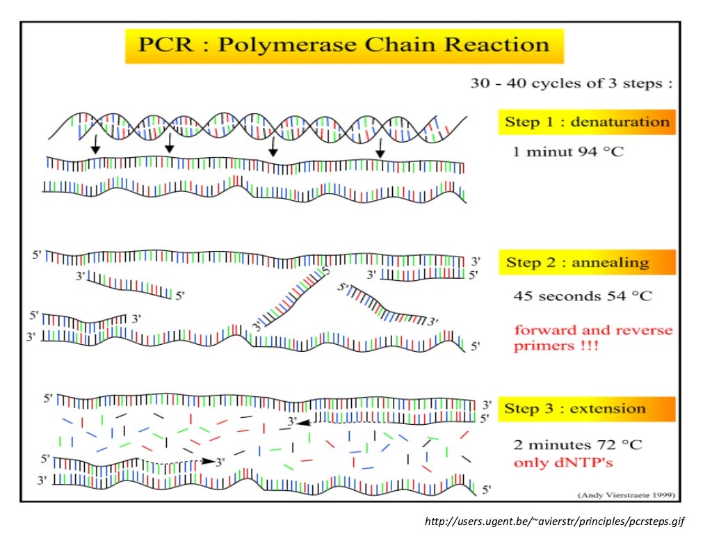 Principle of PCR