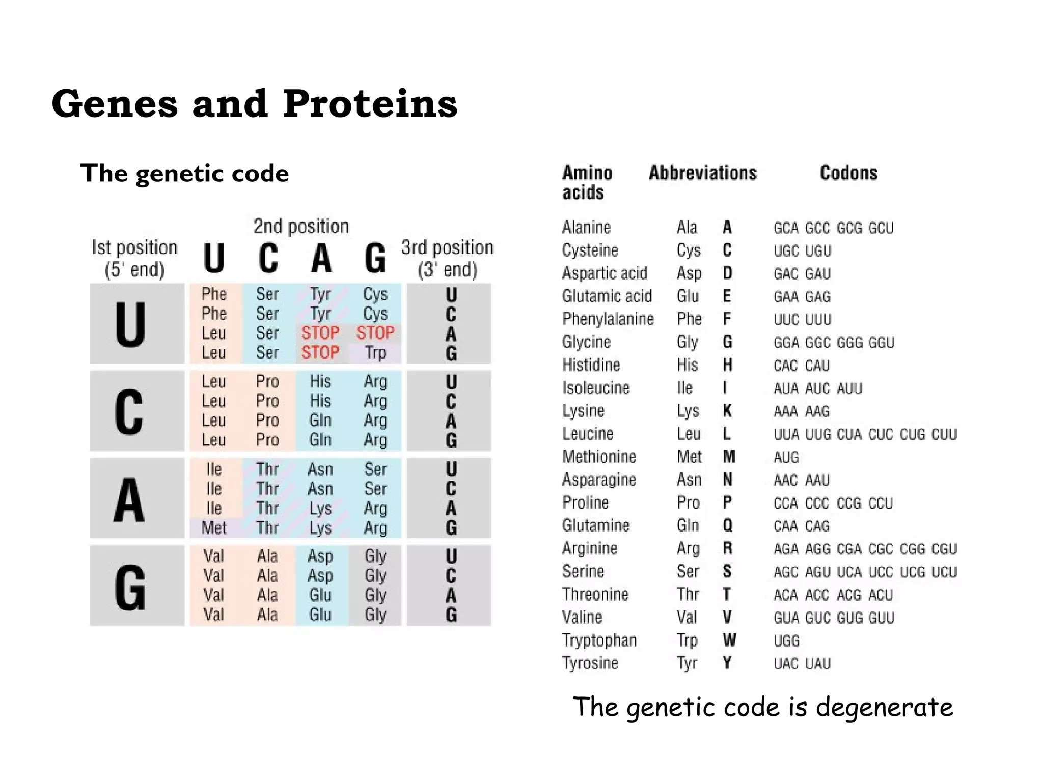 Principle of protein structure and function | PPT