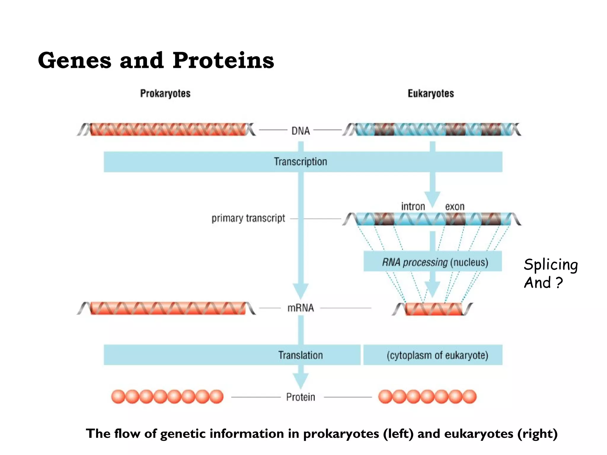 Principle of protein structure and function | PPT