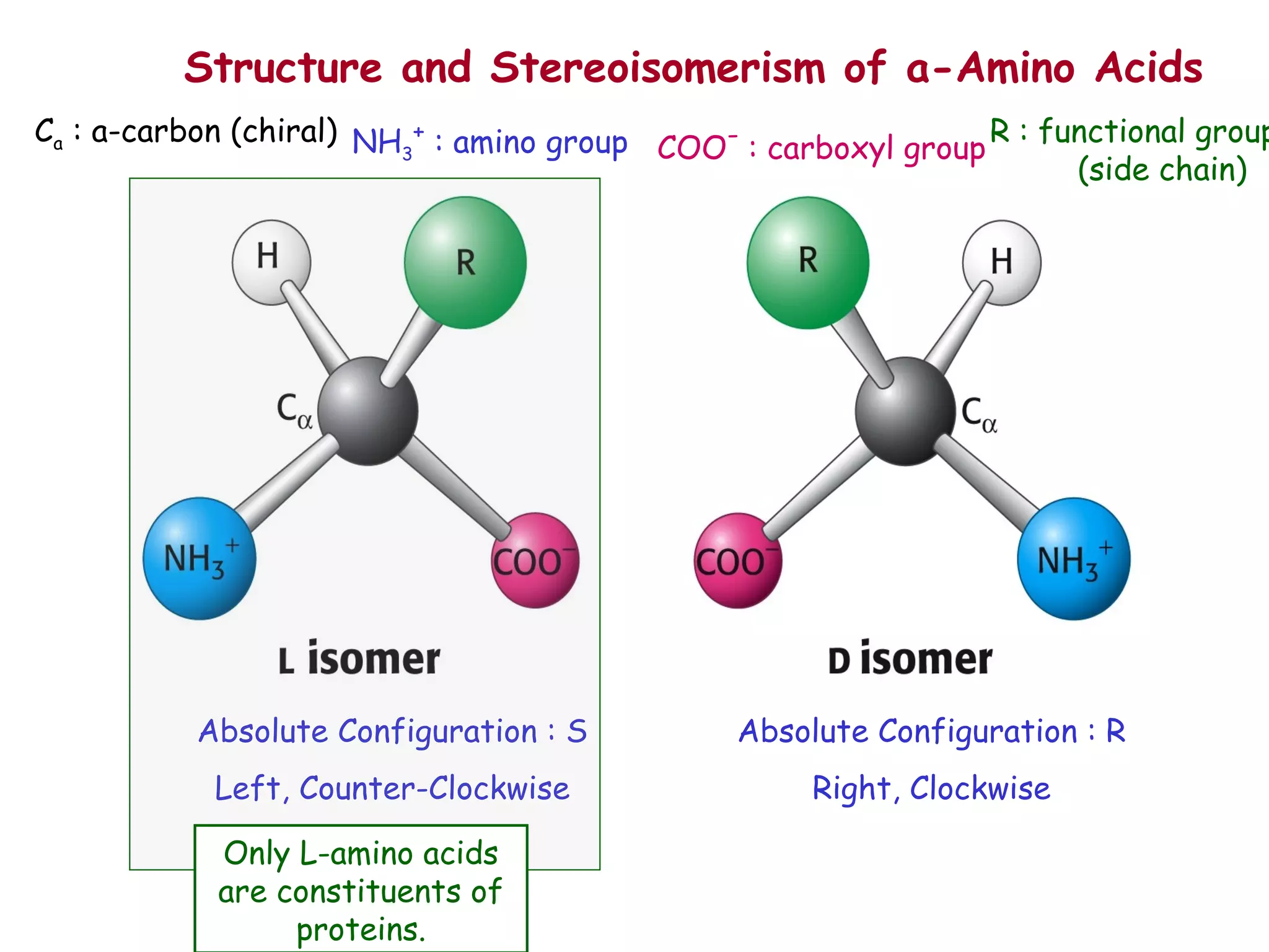 Principle of protein structure and function | PPT