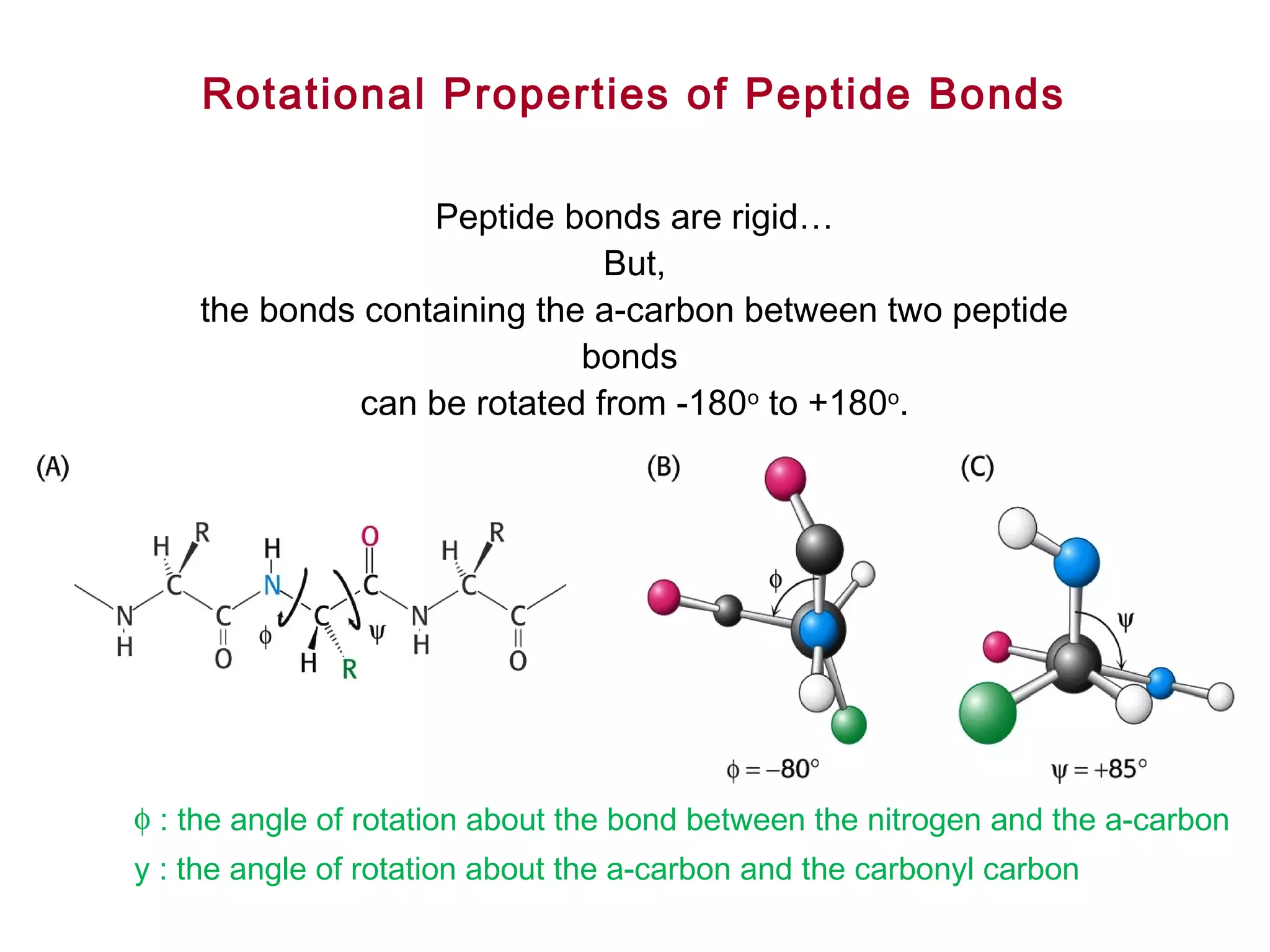 Principle of protein structure and function | PPT