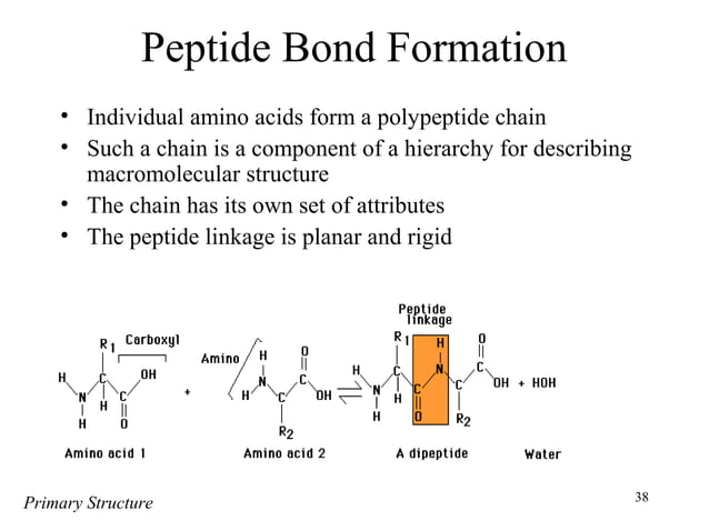 Principle of protein structure and function | PPT
