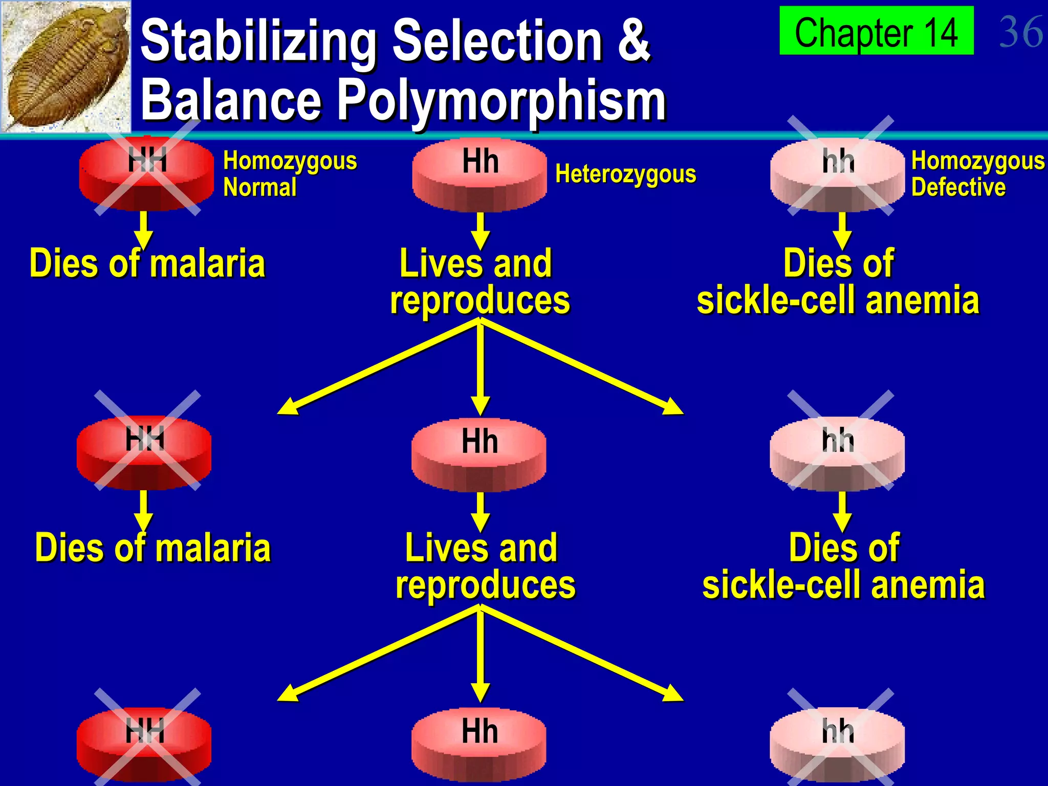 Principles Evolution APBioCh13-14 | PPT