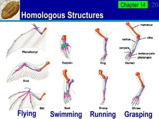 Principles Evolution APBioCh13-14 | PPT