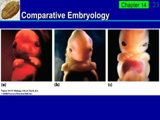 Principles Evolution APBioCh13-14 | PPT
