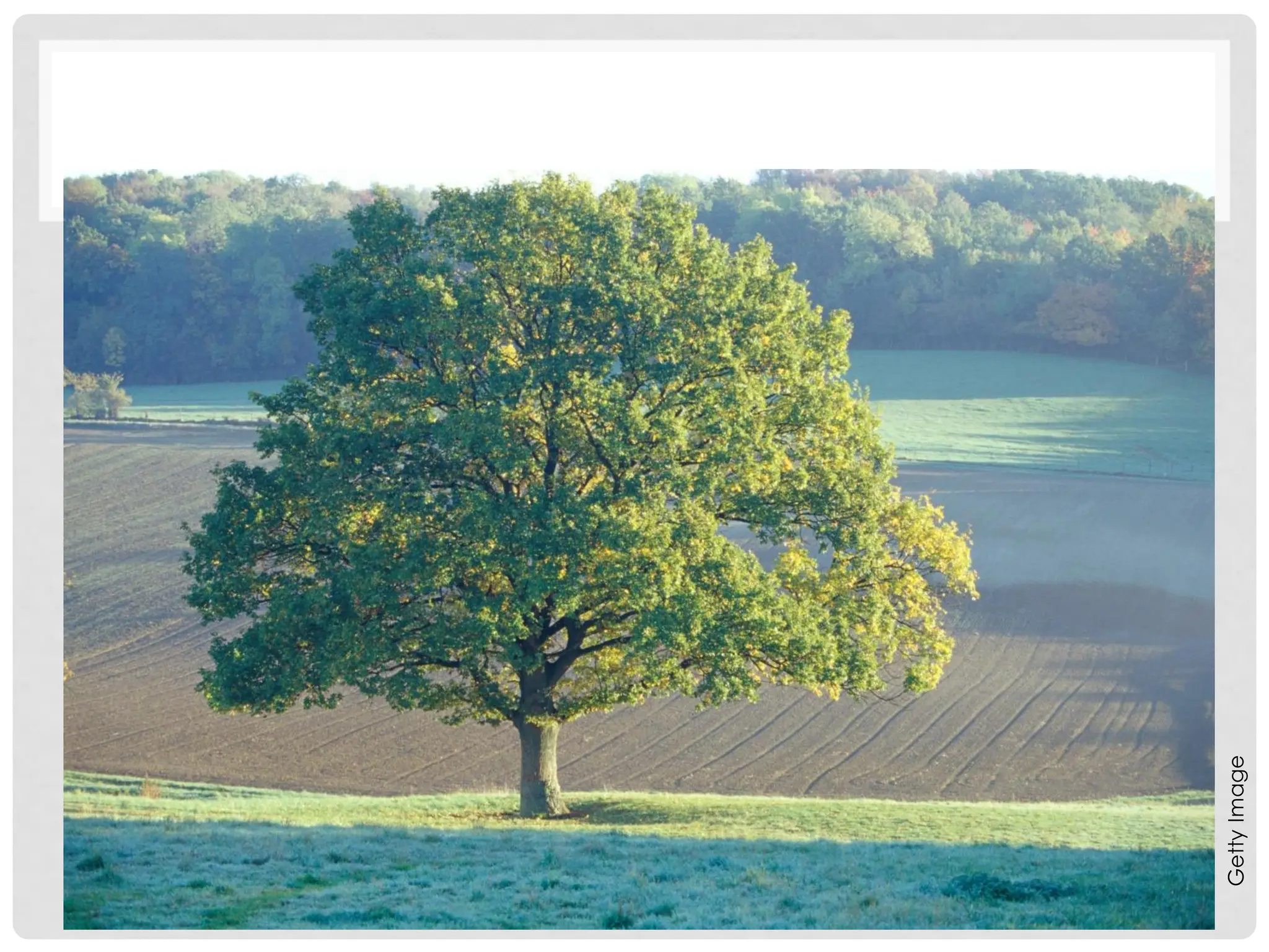 principles-of-landscape-design seven principles of landscape | PDF