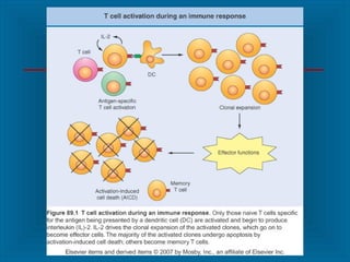 Main principles -of -transplantation.ppt