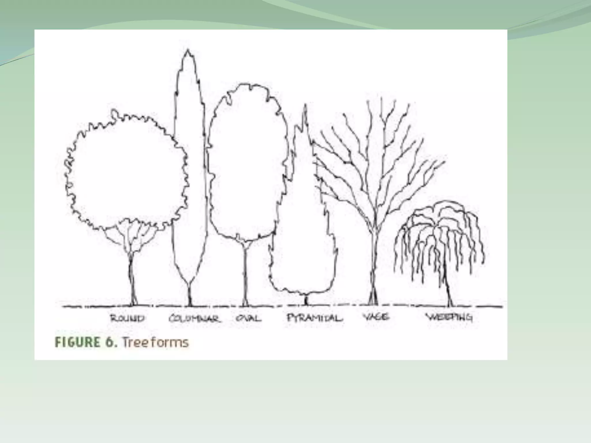 Principles and elements of landscape design | PPTX