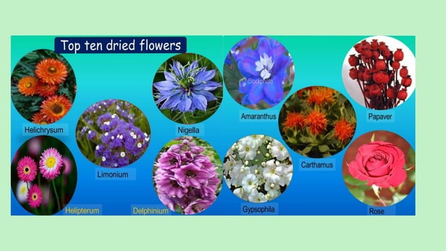 principles and methods of dry flower arrangement.pptx | Gardening ...