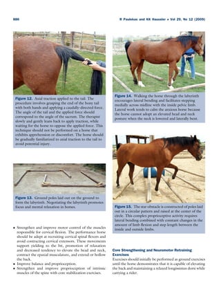 Principles and practice of therapeutic exercise for horses | PDF
