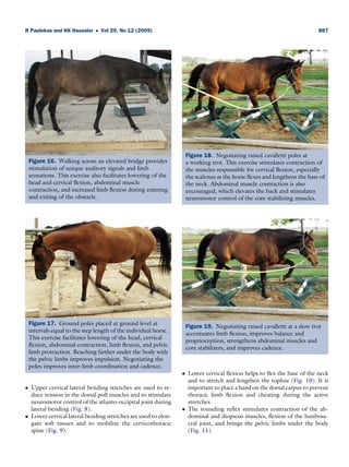 Principles and practice of therapeutic exercise for horses | PDF
