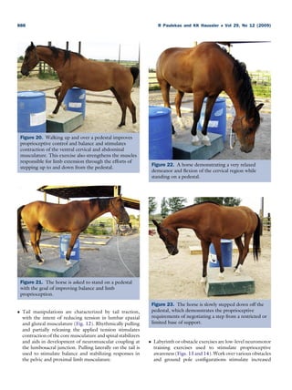 Principles and practice of therapeutic exercise for horses | PDF