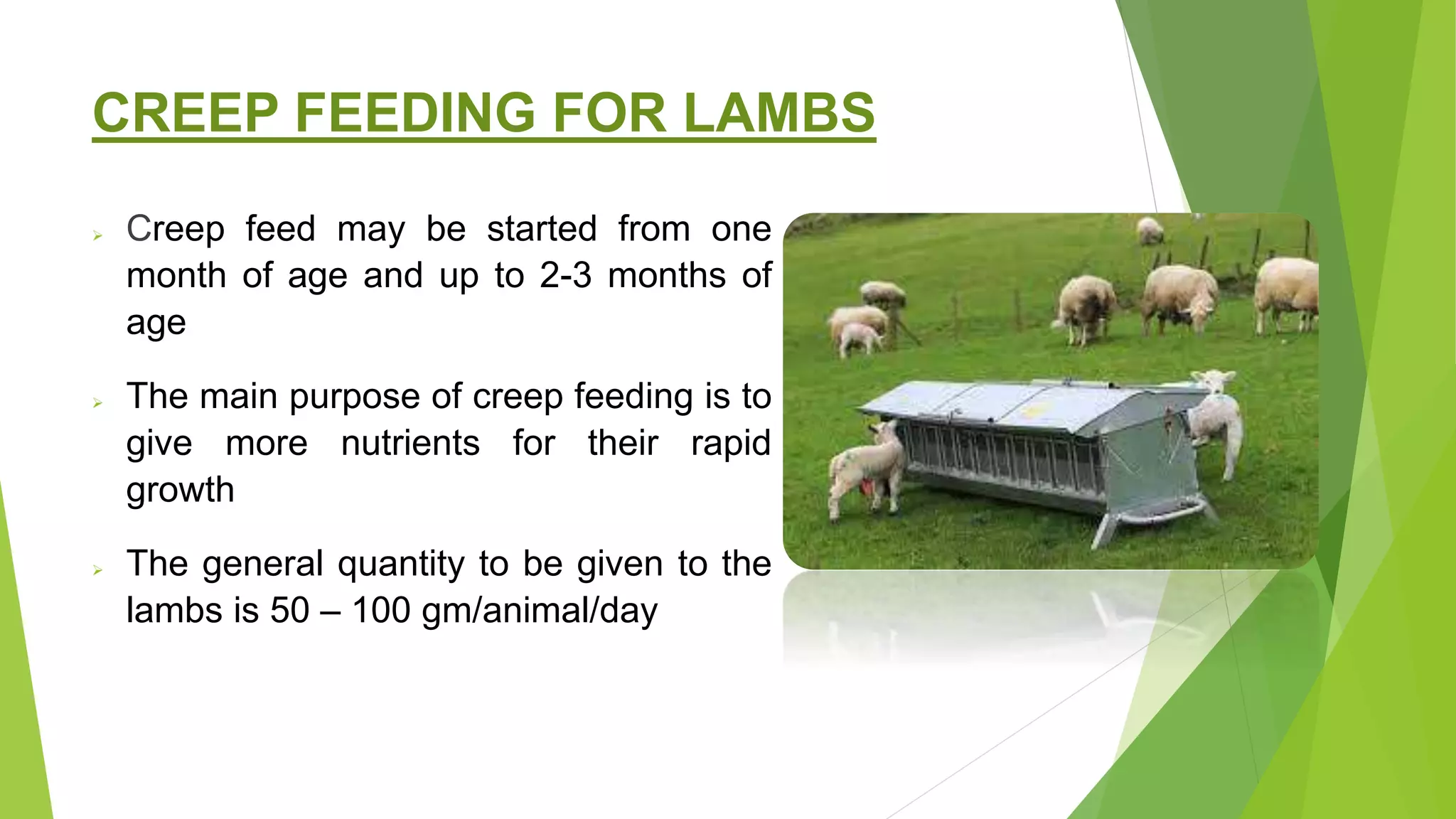 PRINCIPLES AND SYSTEMS OF FEEDING AND WATERING DIFFERENT.pptx