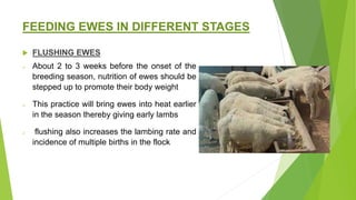 PRINCIPLES AND SYSTEMS OF FEEDING AND WATERING DIFFERENT.pptx