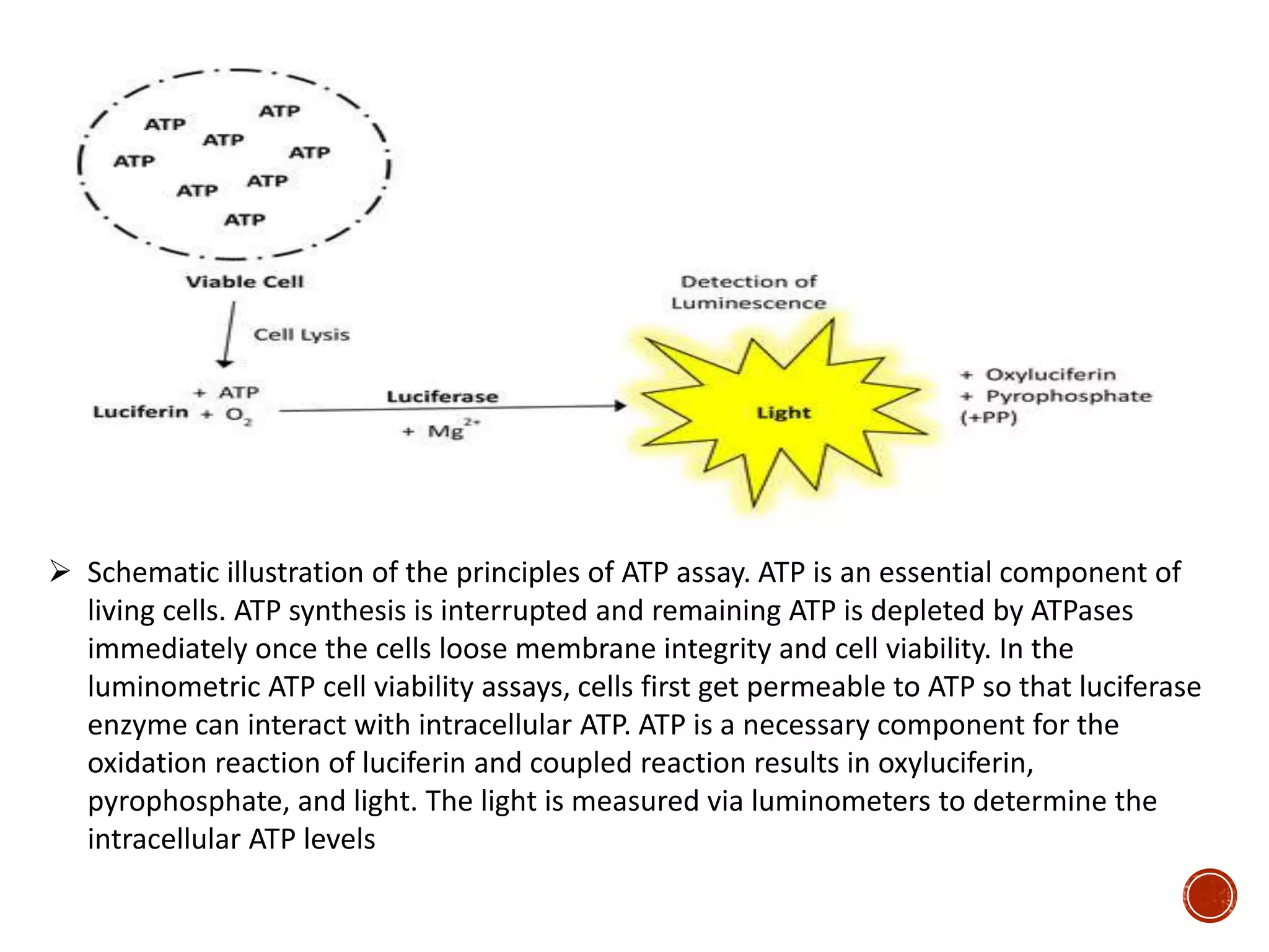 Principles & Applications of cell viability assays (MTT Assays) | PPTX