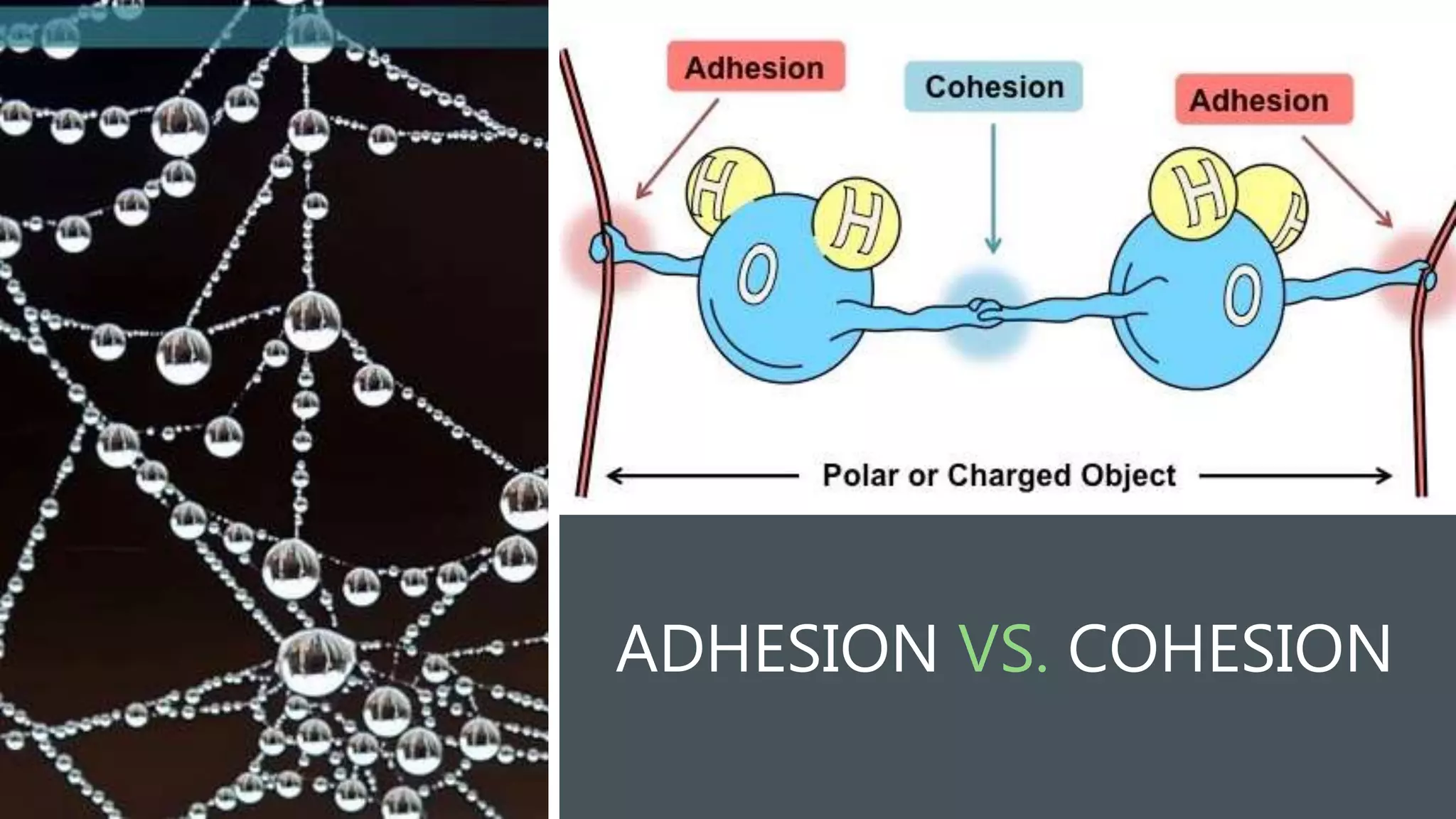 Principles of adhesion in dentistry | PPTX