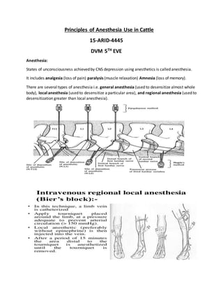 Principles of anesthesia use in cattle | DOCX