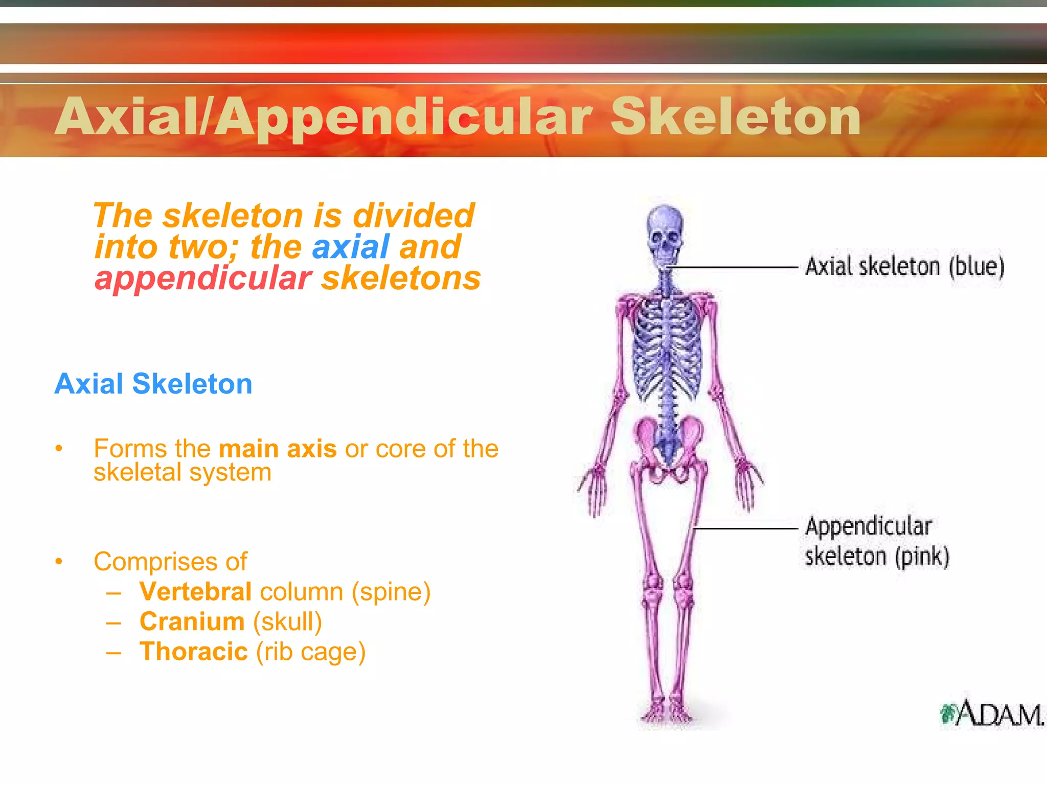 Principles of a+p 1112 session 1 - skeletal system | PPT