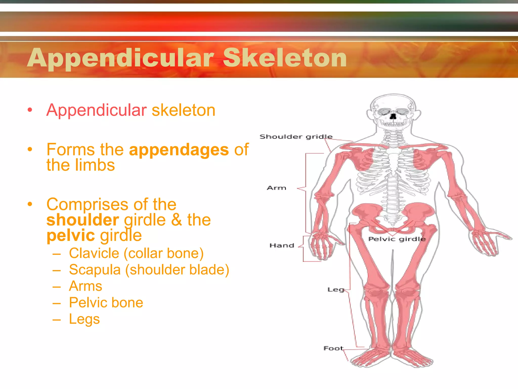 Principles of a+p 1112 session 1 - skeletal system | PPT