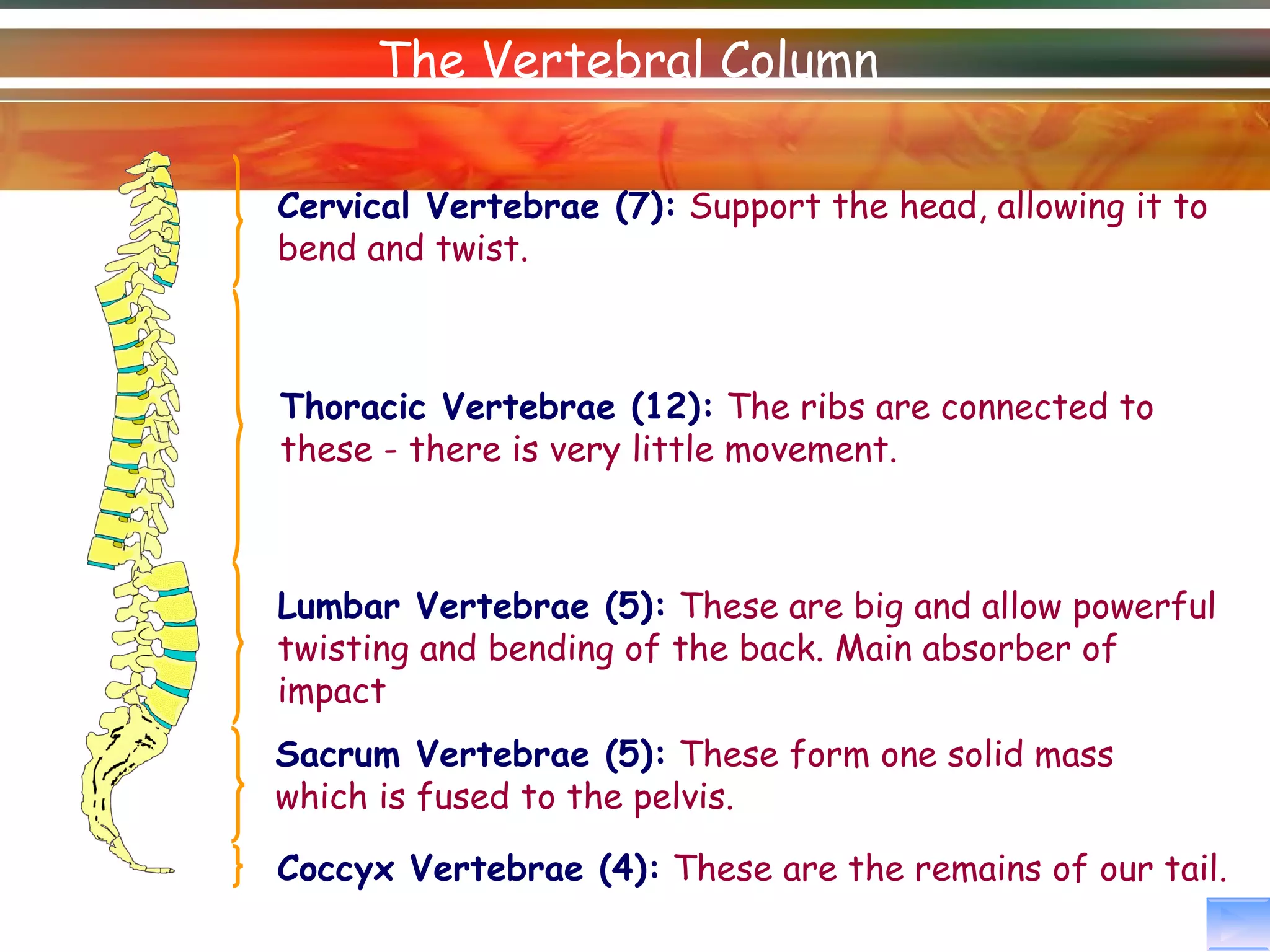 Principles of a+p 1112 session 1 - skeletal system | PPT