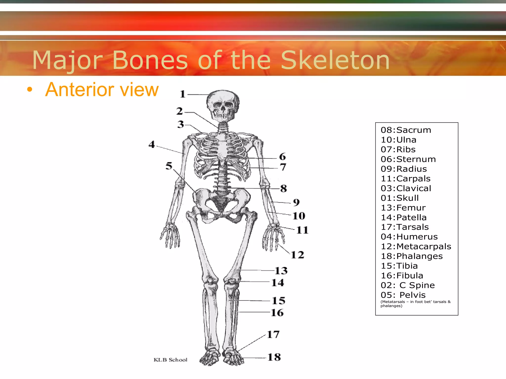 Principles of a+p 1112 session 1 - skeletal system | PPT | Death, Injury, or Military Conflict ...